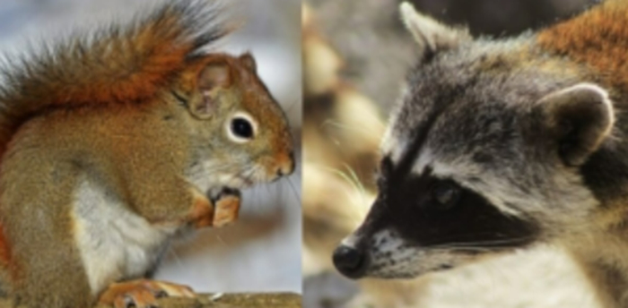 Squirrels & Raccoons Can Damage Your Home