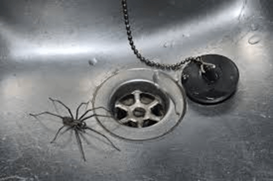 Too Many Spiders in Your Home? | Guardian Pest Control